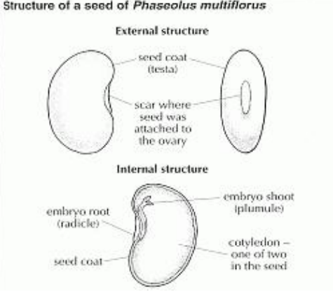 sweetibnotes: Topic 9 - Plant science