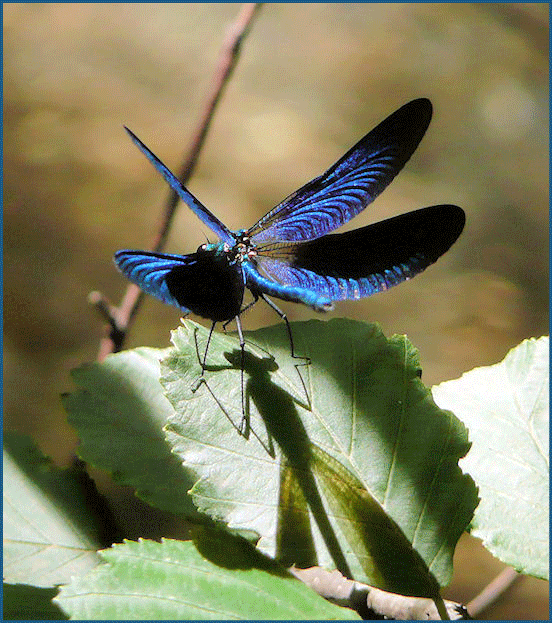 ...COQUELICOTS, COQUILLAGES...et BELLES PAGES !: Une libellule déprimée ...