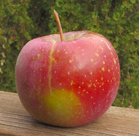 Honeycrisp vs. Evercrisp smackdown - Adam's Apples