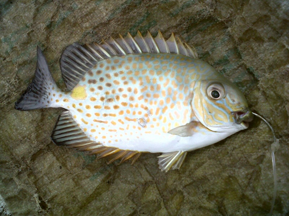 Cebu Delights: Rabbitfish