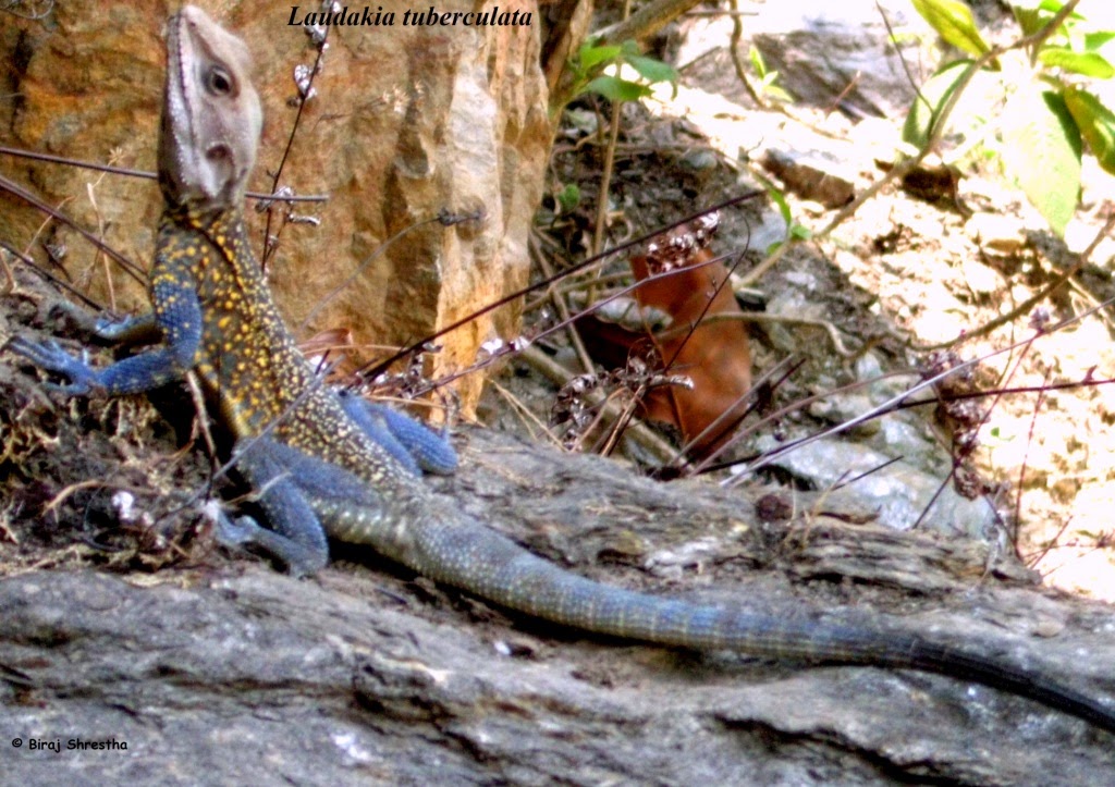 Narratives of a Nepali Herpetologist...: March 2015