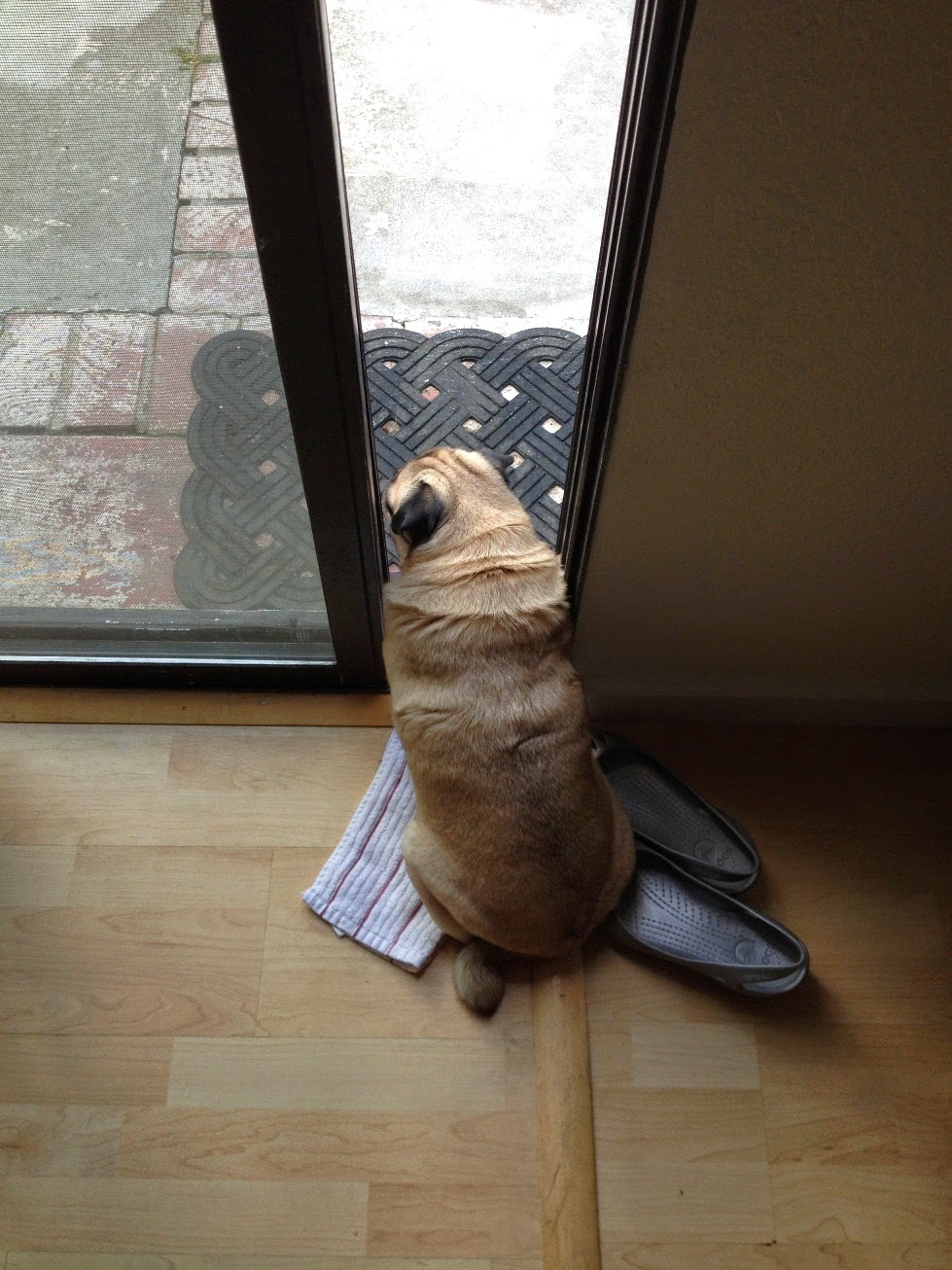 The Macy Dixie Line: Tips for Pug Friendly Grilling