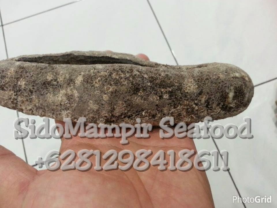 Jual Haisom Kering | Jual Teripang Kering | Jual Sea Cucumber Kering