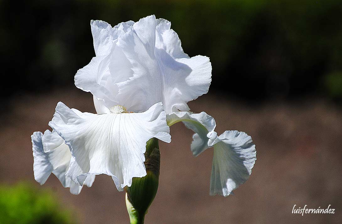 OCIO y CULTURA : Coloración iris