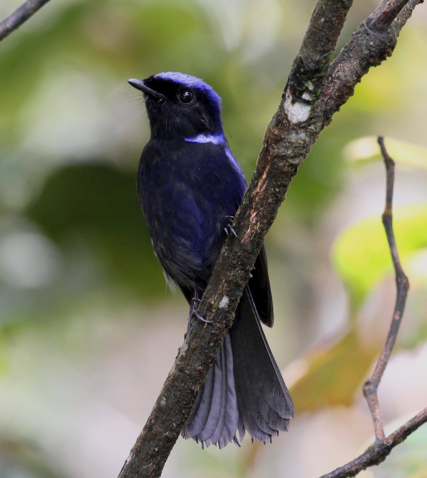 Ron-Nature-Adventures: Birds of Gunung Ulu Kali - Apr 2012