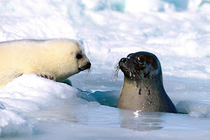 Fok Balığı nedir ne demektir? - Laf Sözlük