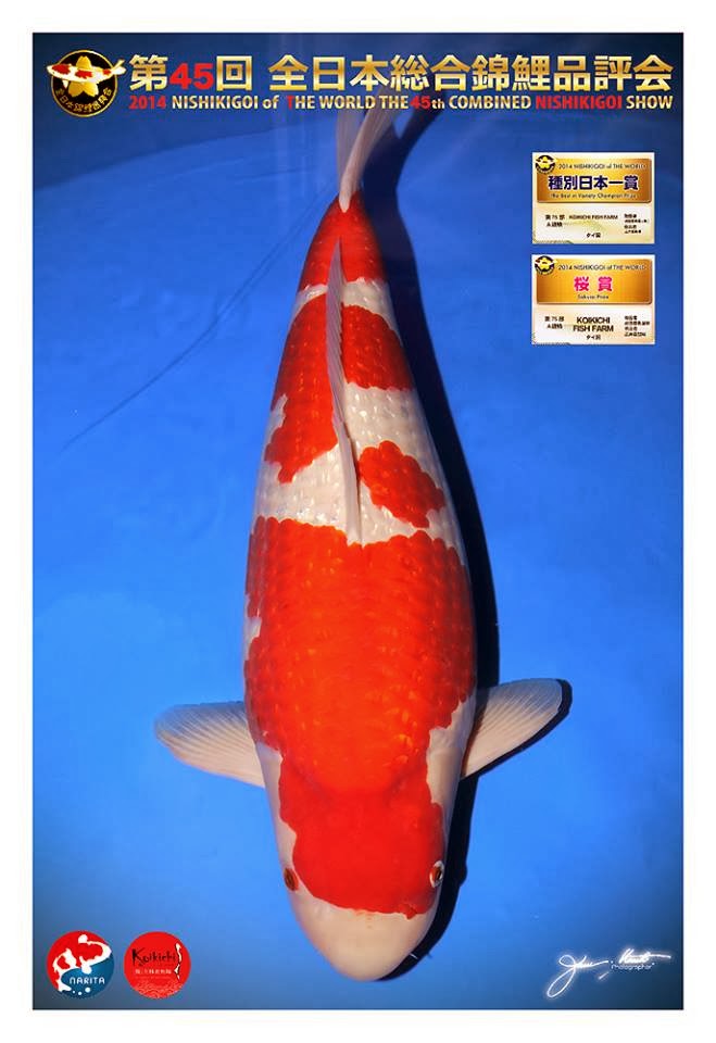 KOIKICHI FISH FARM: THE 45th ALL JAPAN COMBINED NISHIKIGOI SHOW 2014