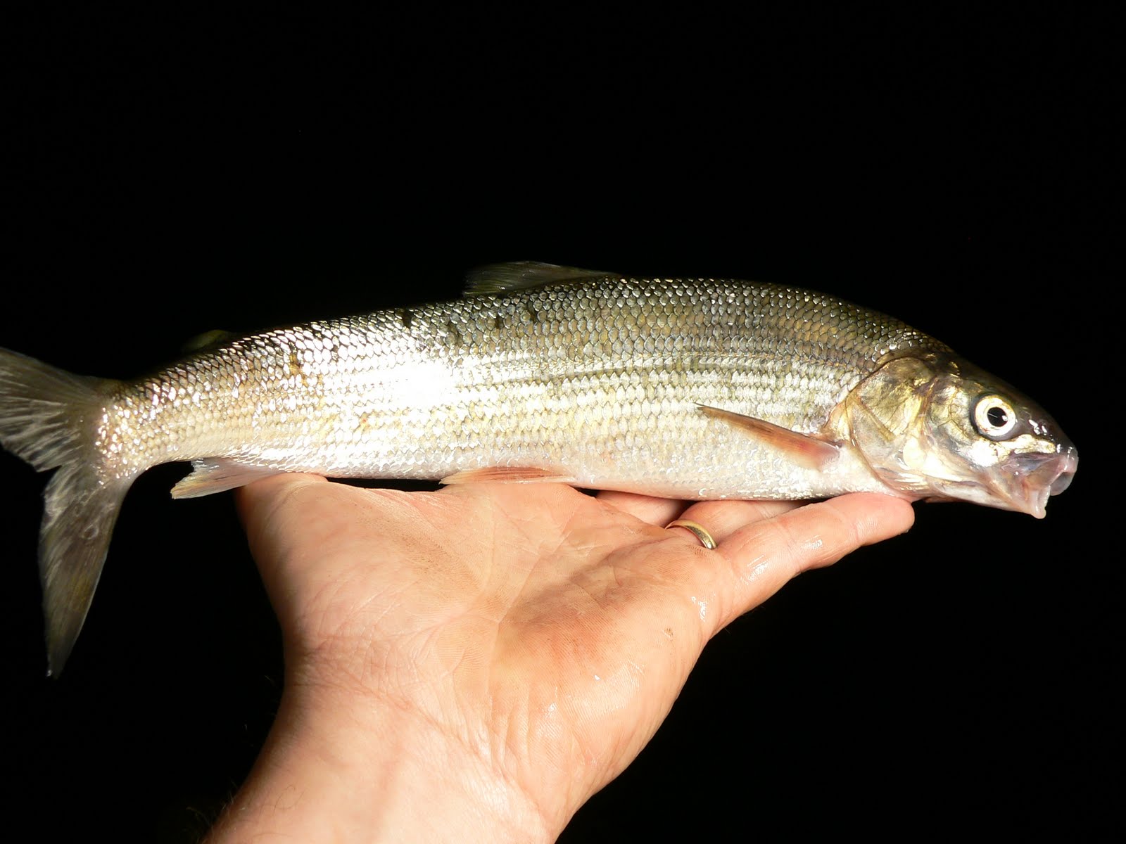 Catch-M-All: My Name Is Ishmael: #24 Round Whitefish