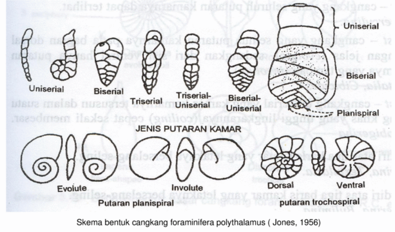 FORAMINIFERA BENTHONIK DAN LINGKUNGAN PENGENDAPAN ~ POROSITAS
