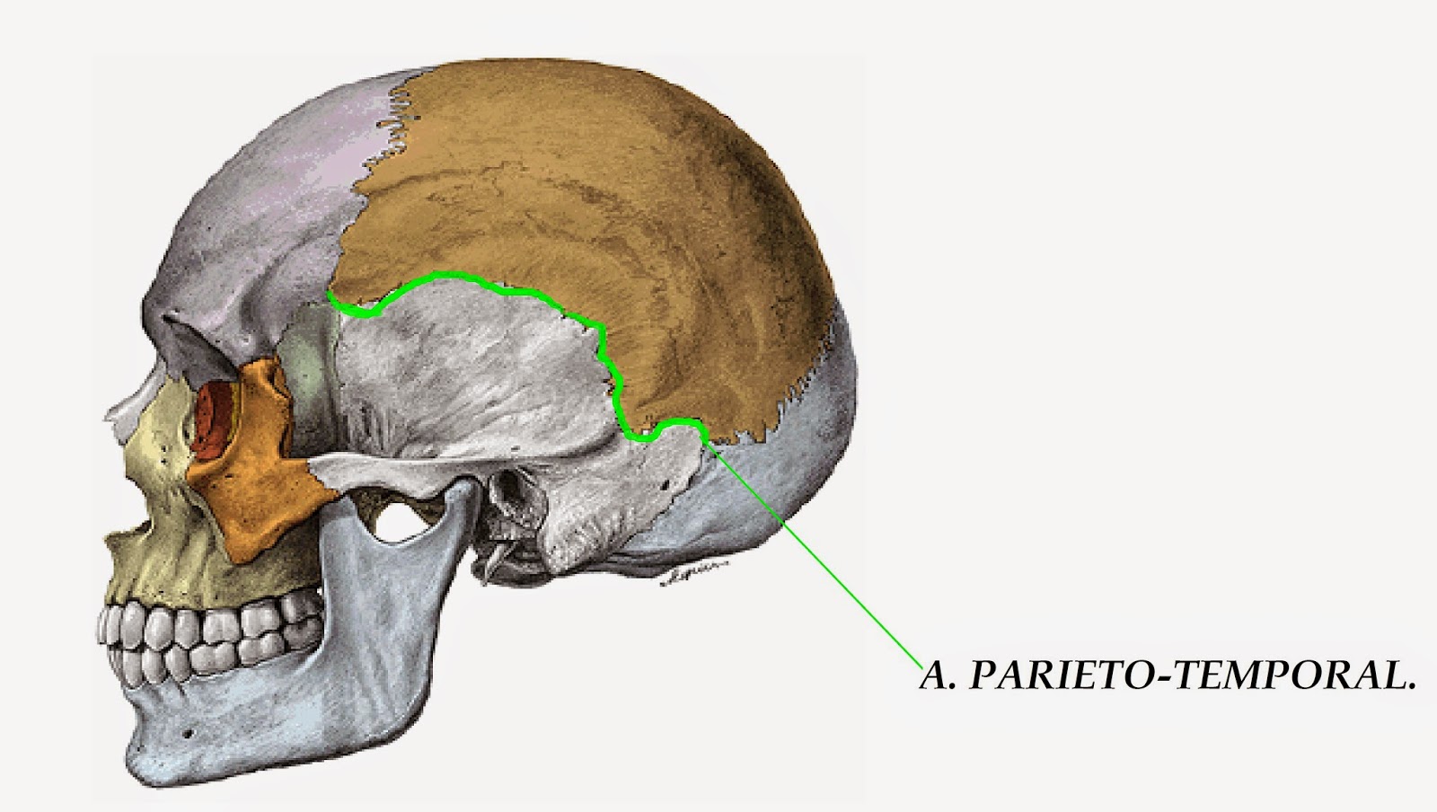 MORFOFISIOLOGÍA I: ANATOMÍA