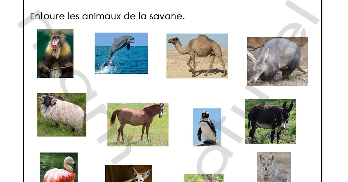 Entourer les animaux selon leur habitat (savane et ferme) | Mam'o naturel