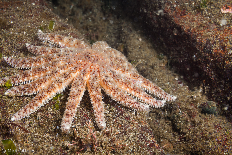 Mick's marine biology: Sunflower star: an amalgam of superlatives - part 2
