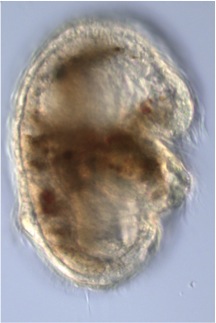 Invertebrate Embryology: Müller’s larva