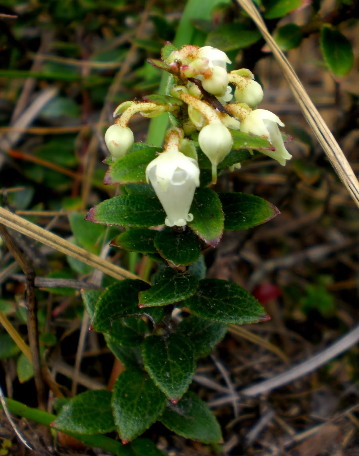 Pernettya prostata | Flores colombia