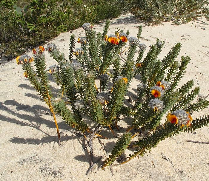 Esperance Wildflowers: Urodon dasyphyllus - Mop Bushpea
