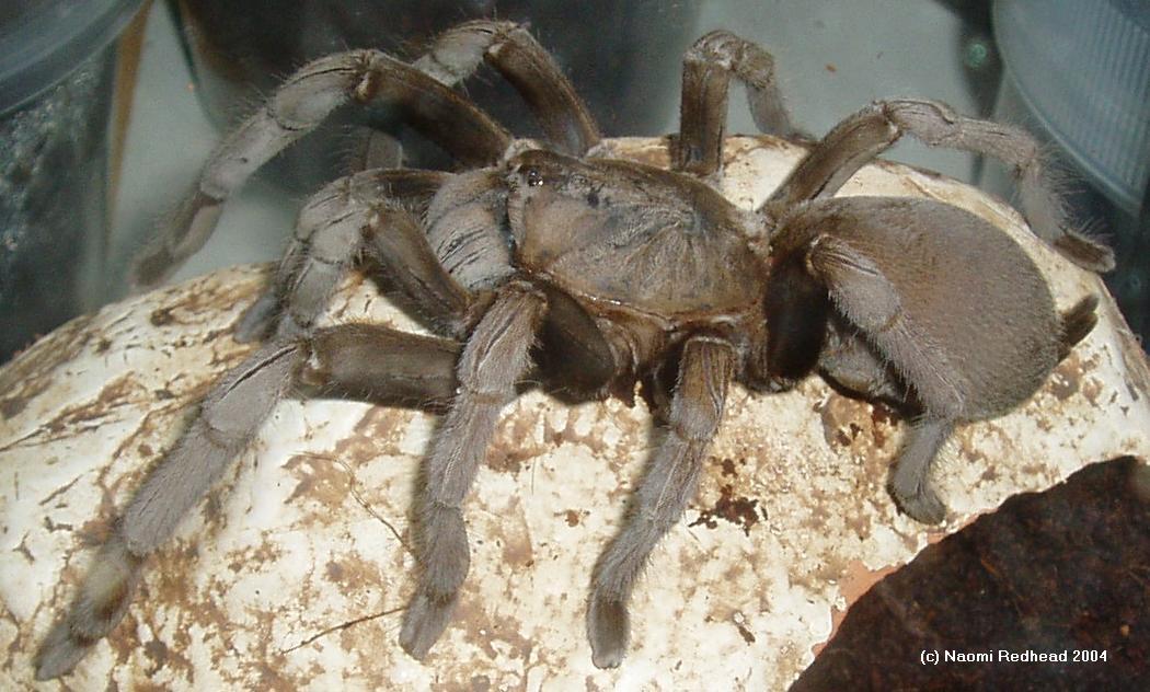 Tarântula-Golias (Theraphosa blondi) - Klima Naturali™