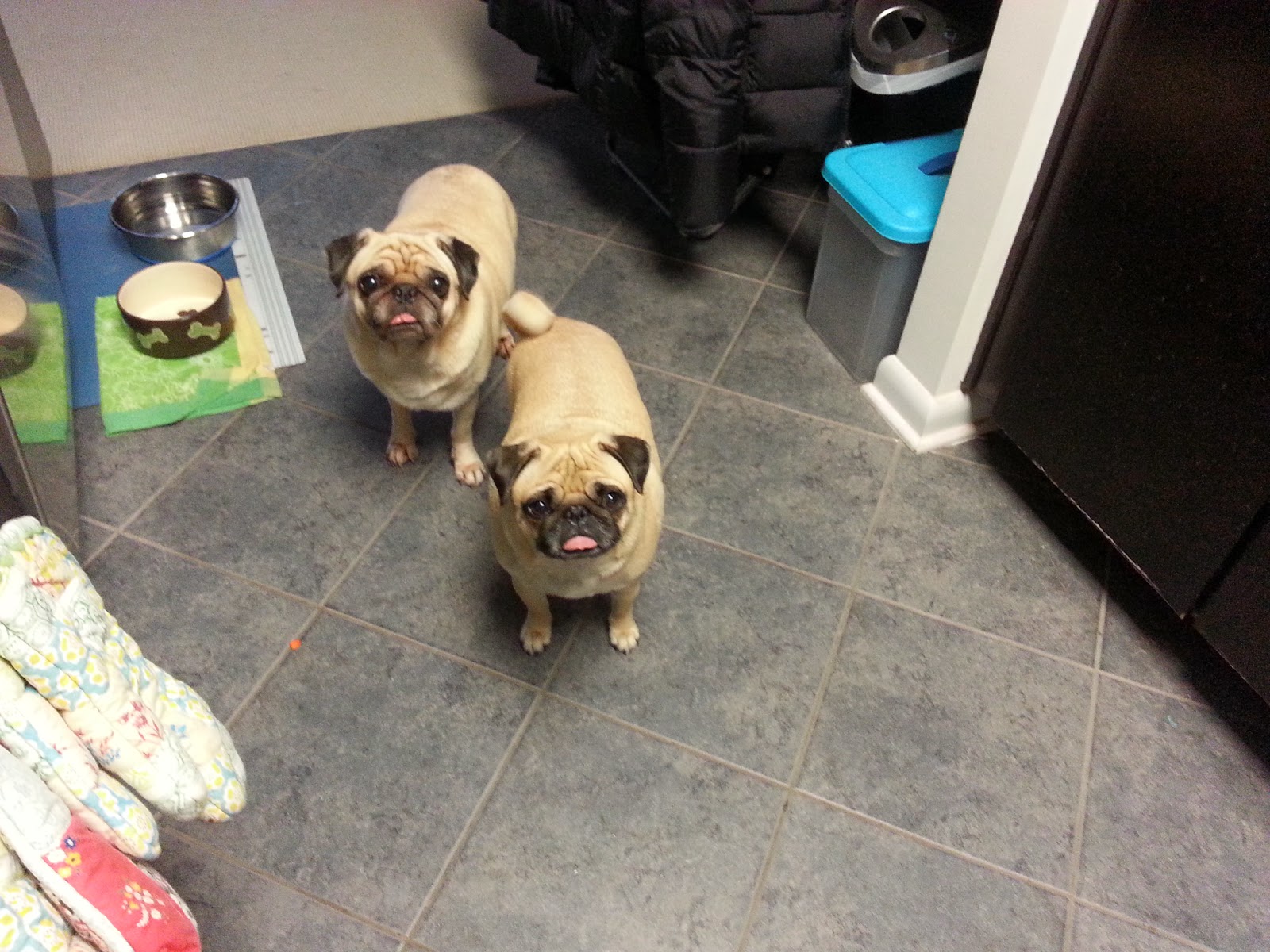 Grubbin' Pugs: Ginormous Pancake aka Dutch Baby Pancake