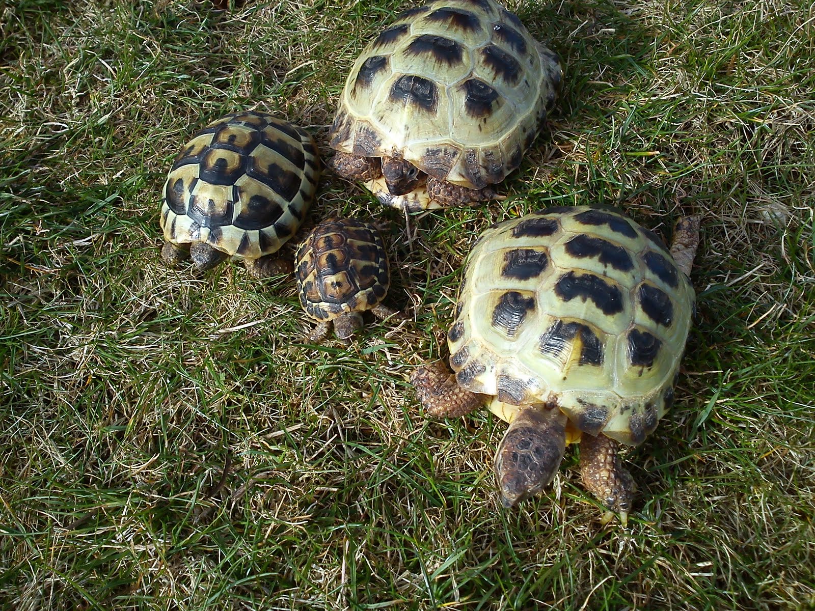 Skilde: Hvordan går det med de padder?