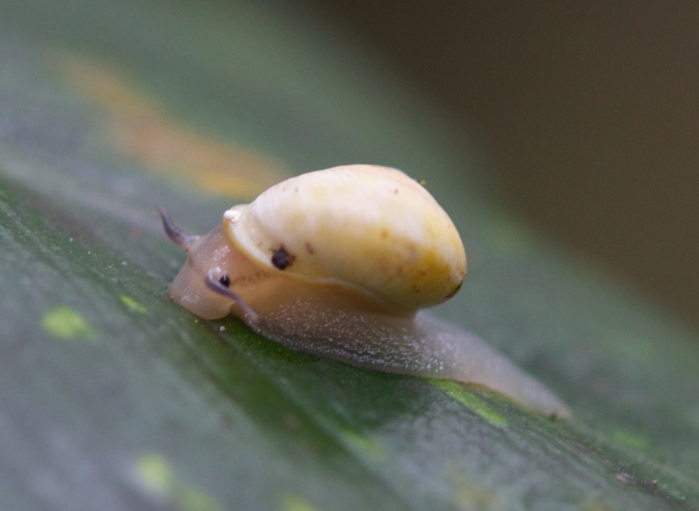The Best of Underpressure Photography: Northern Moon Snail- Bailey ...