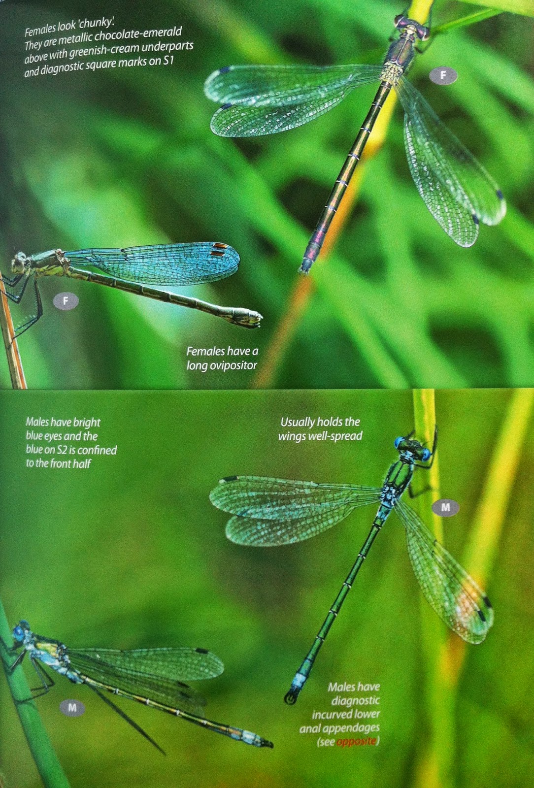 Arcticory...: BRITAIN'S DRAGONFLIES