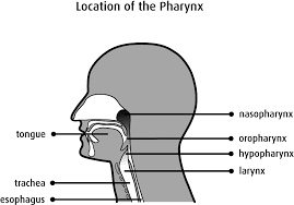 PHARYNX