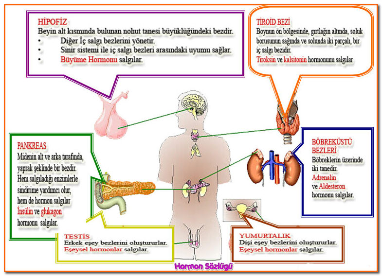 Fen Bilimleri Dersi: Endokrin Sistem