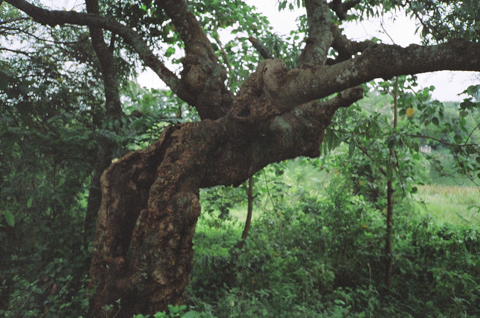 Tanzania: Tanzanian trees and plants