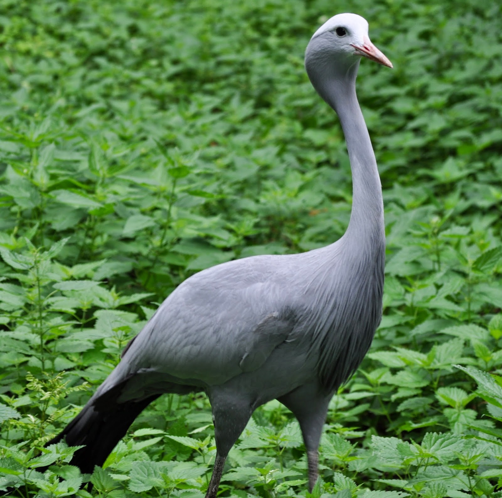 ZOOTOGRAFIANDO (6.100 ANIMALS): GRULLA DEL PARAÍSO / PARADISE CRANE ...