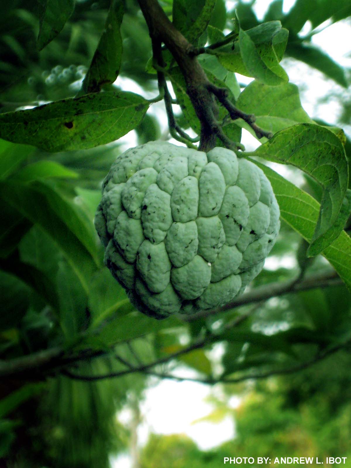Ako si ANDREW IBOT!: Atis - Halamang Gamot / Herbal Medicine
