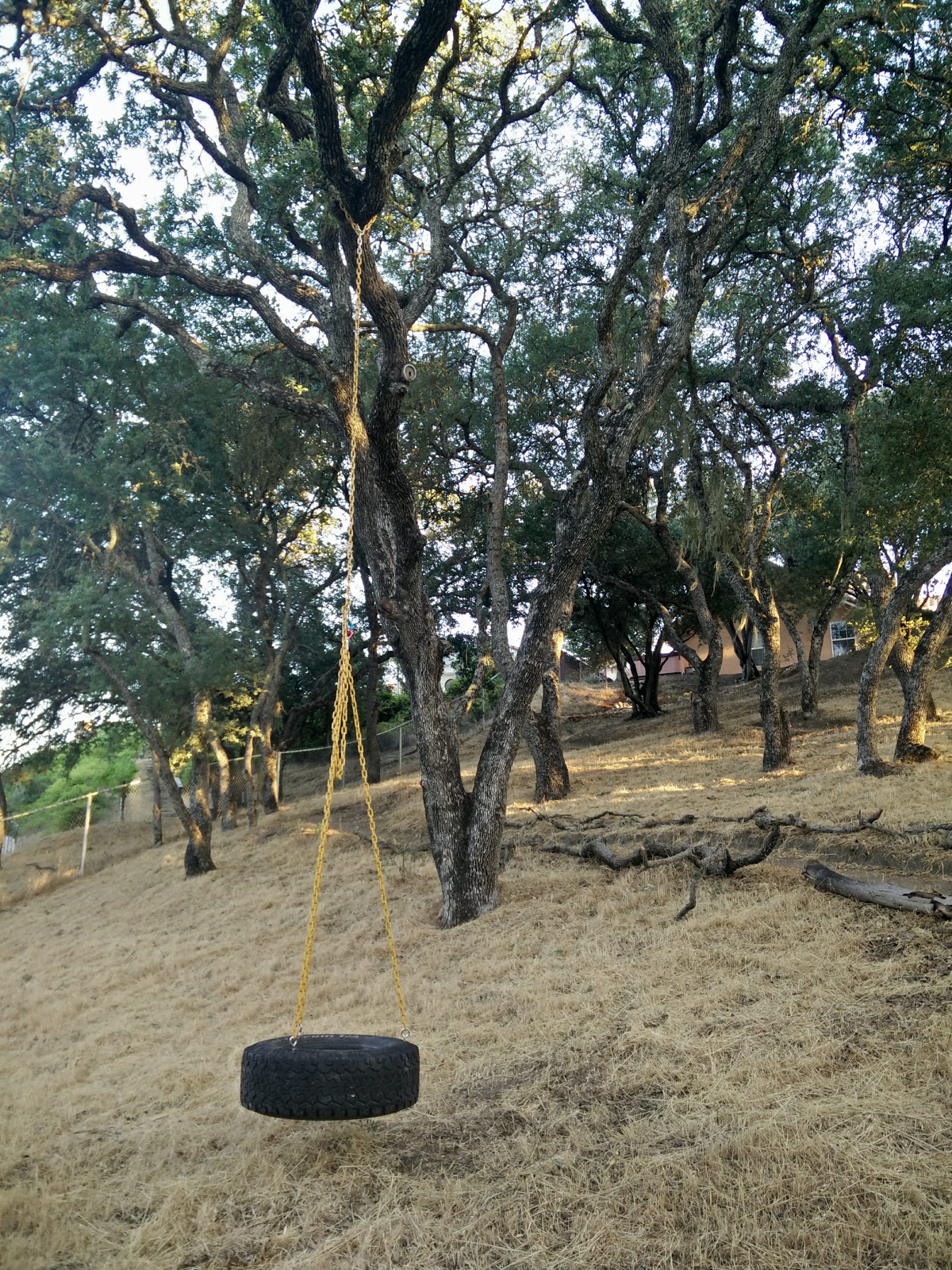 Pekema Projects: Tree + Tire = Fun