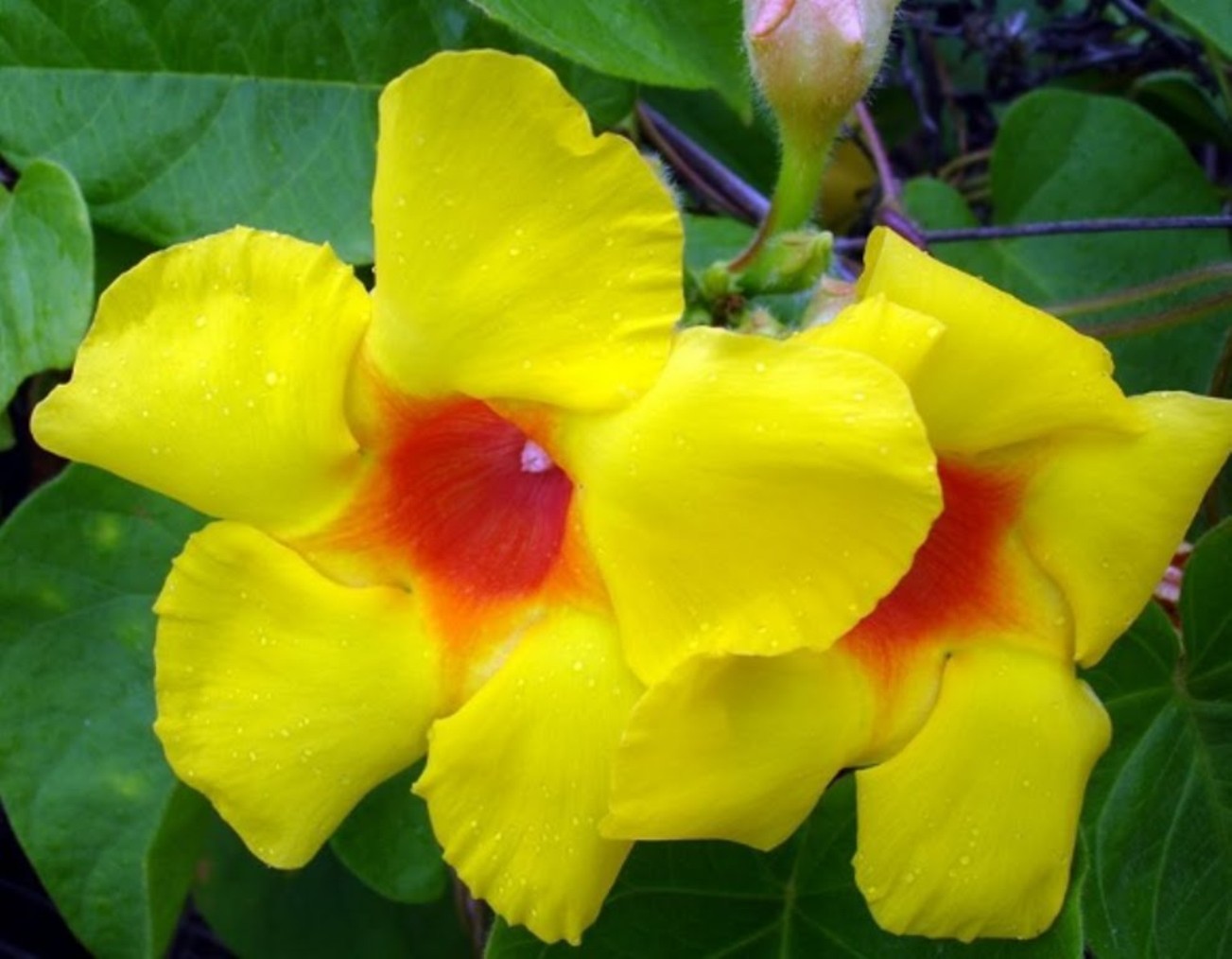 Caliandra do Cerrado: Flores do Cerrado III