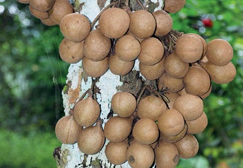 Buah Burahol / Kepel - Stelechocarpus Burahol Hook f | Tanaman hias ...