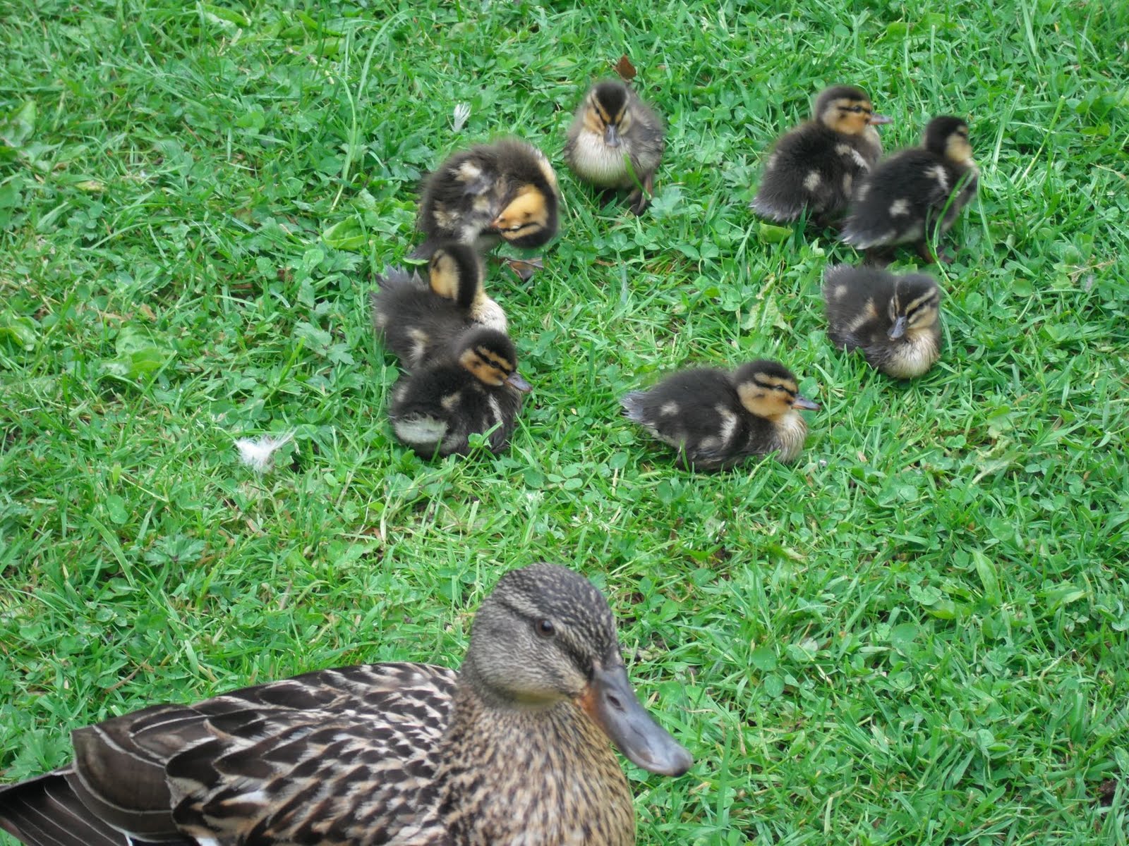 Badelynge: Circle ducks