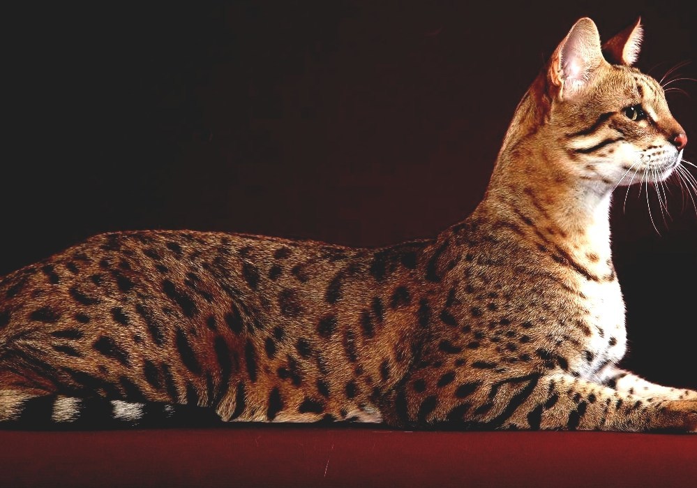 Savannah Cat - Ashera Cat