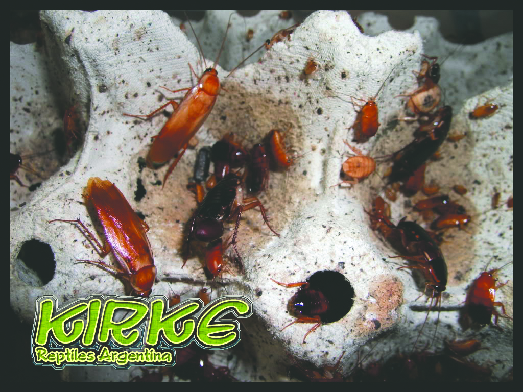 Kirke Reptiles: Cria de cucarachas (Alimento Vivo)