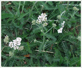 Yarrow ~ Lawn and Turf Care