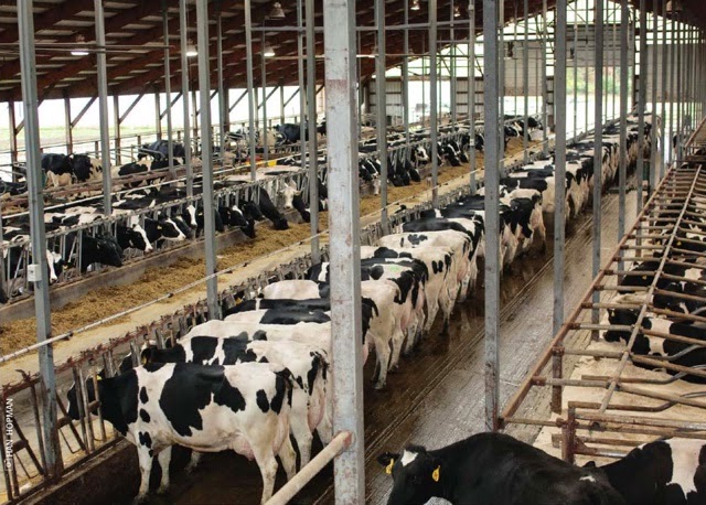 ganaderia: formas de explotación ganadera