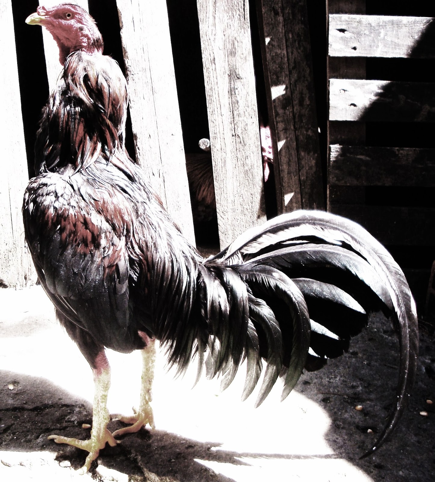 La resistencia de los gallos tipo Shamo Brazilero