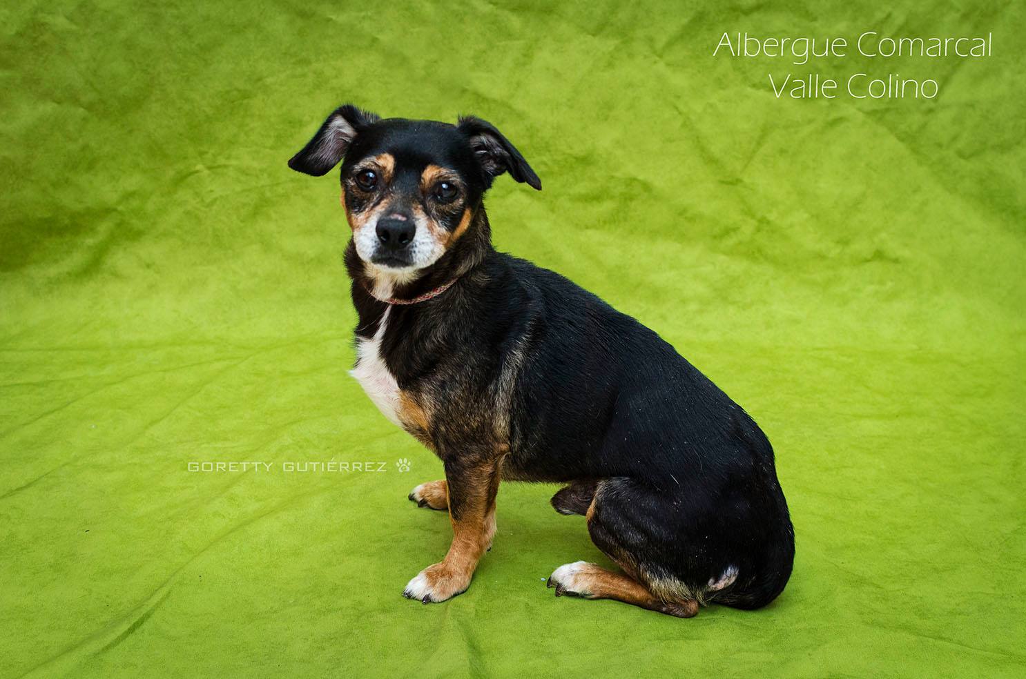 Valle Colino: VÍPER ¡¡ADOPTADO!!