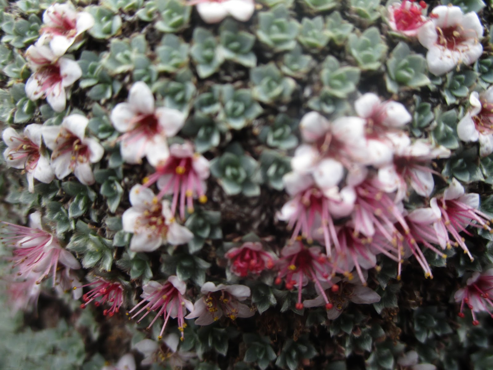 Out there with Tom: Kelseya uniflora hike