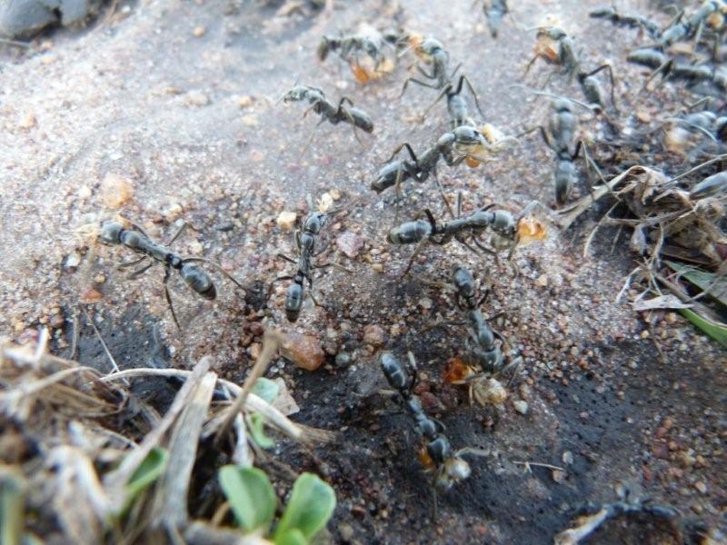 Safari Ecology: The role of termites in the savanna biome