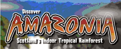 The Rainforest: The Rainforest Motherwell