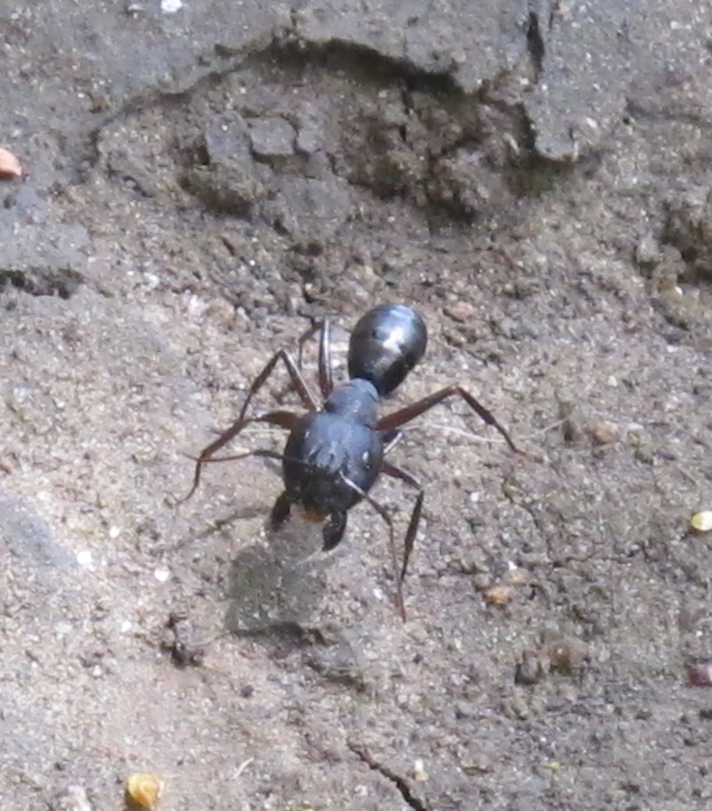 Roundabouts in Delhi: A-Z of insects in India