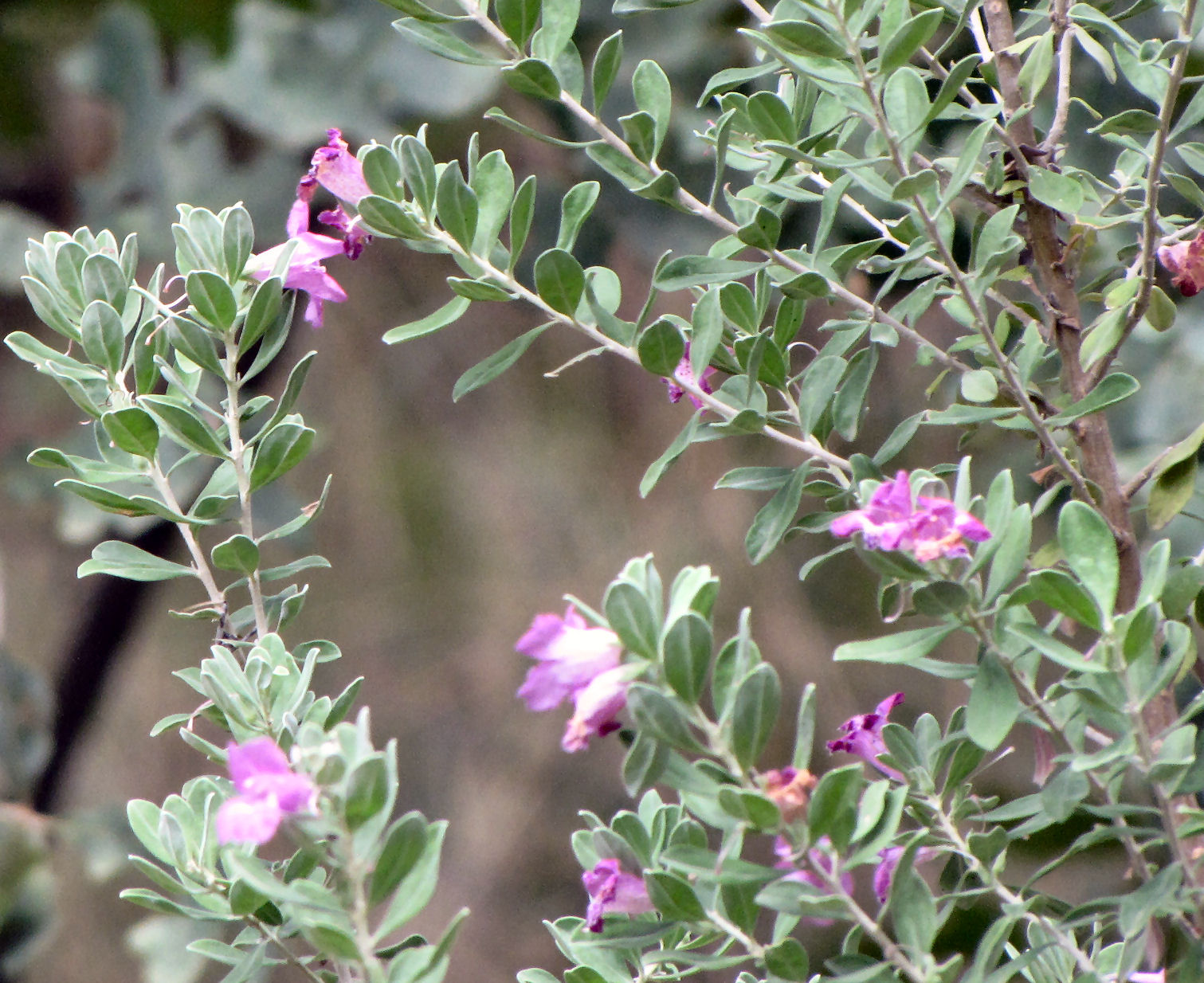 Plogging plus: The beautiful and surprising Texas sage