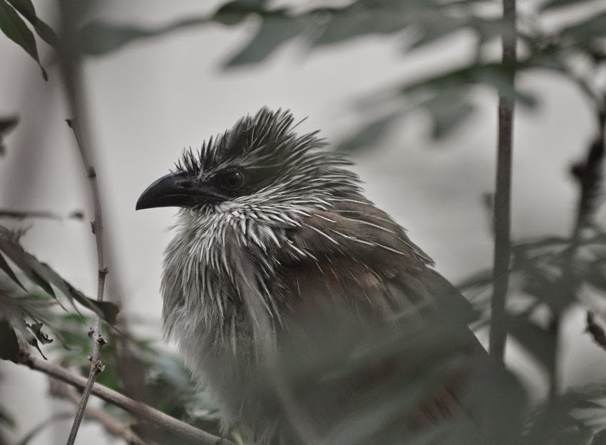ZOOTOGRAFIANDO (6.100 ANIMALS): CUCAL CEJIBLANCO / WHITE-BROWED COUCAL ...
