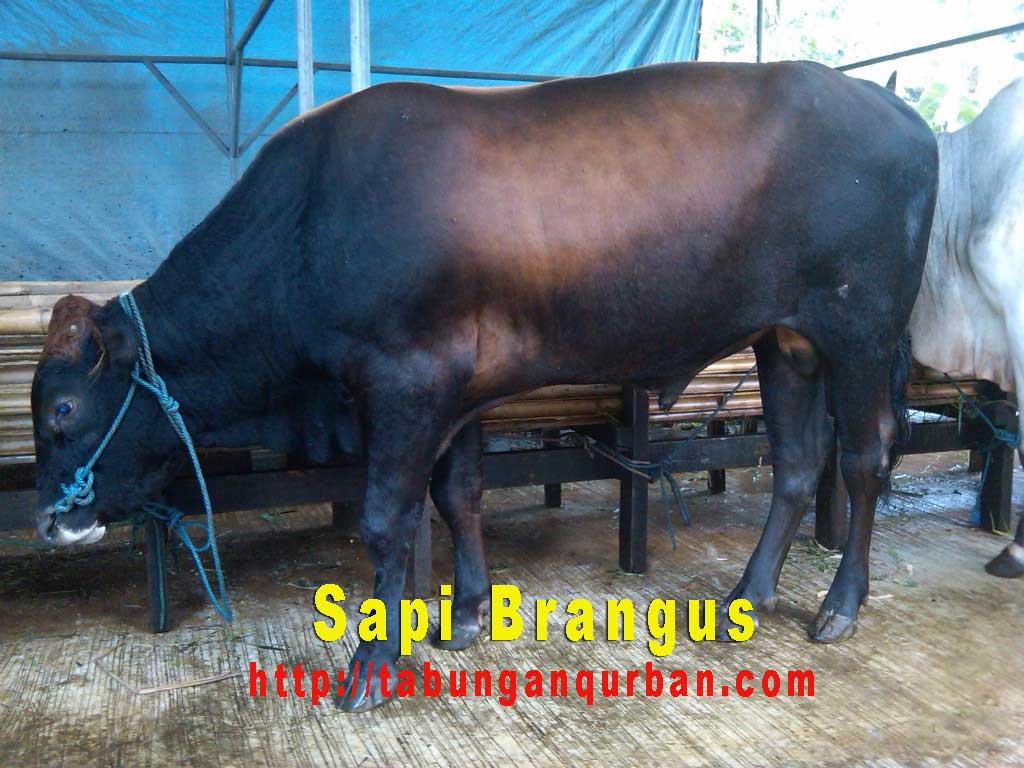 TIRAKAT MANDIRI: Jenis dan Nama Sapi