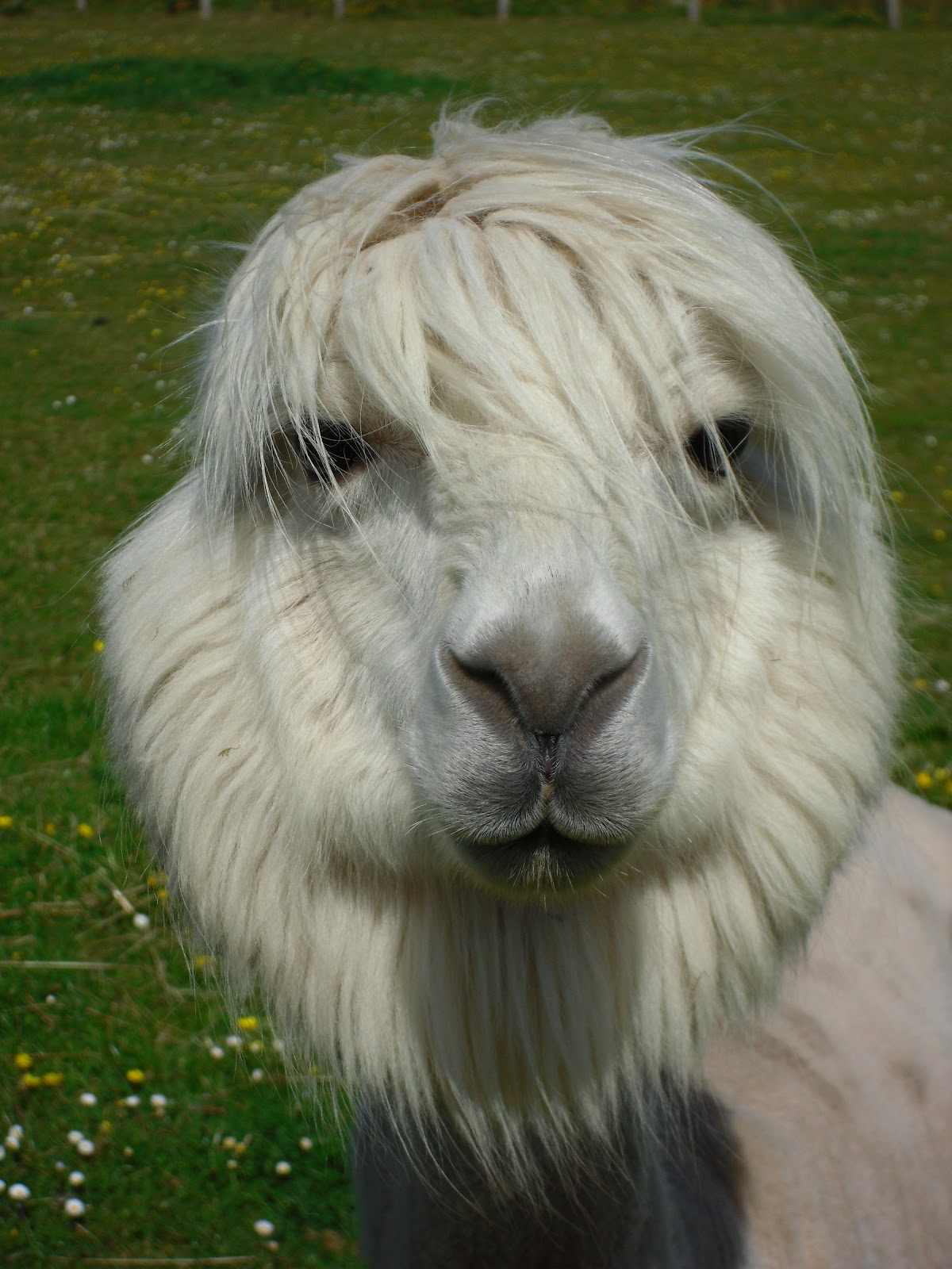 Gypsy Wood Park Blog: Alpaca Love