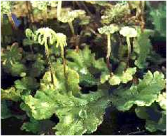 Klasifikasi Lumut ~ Zone Makalah