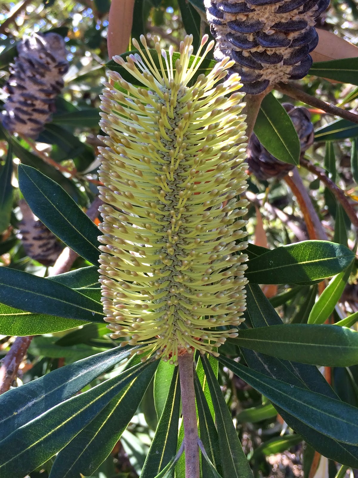 Trees of Santa Cruz County: Banksia integrifolia - Coast Banksia