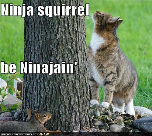 facebooking from the edge...: The Epic Tale Of Ninja Squirrel